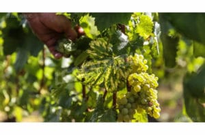 L’extranet bivb est un espace consacré aux professionnels de la filière ...