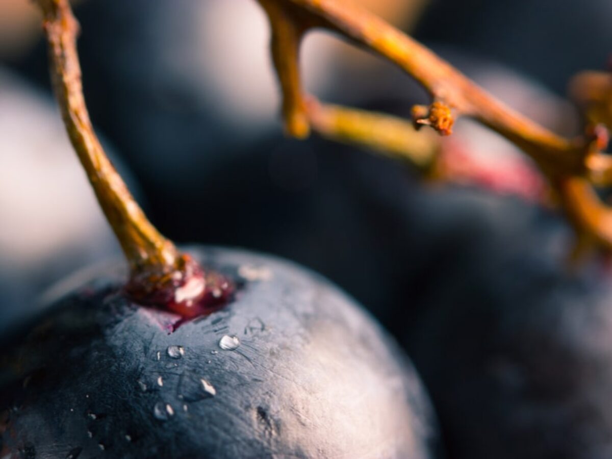 Les grands crus classés GCC 1855 de GC Lurton Estates